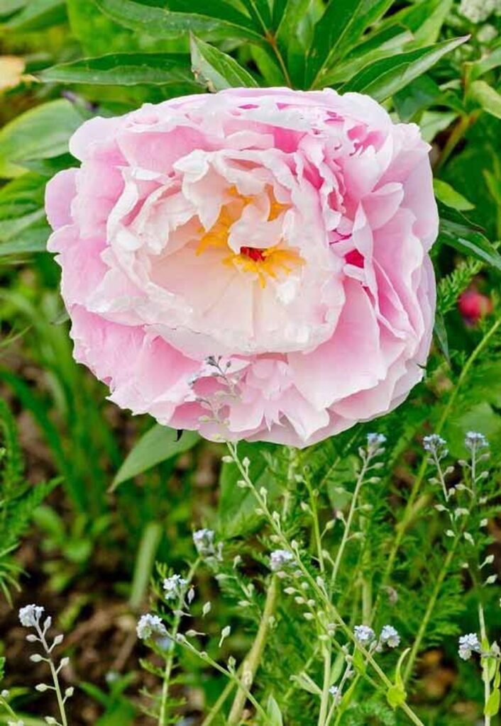 55 Gorgeous Pink Peony Varieties That Bloom Beautifully