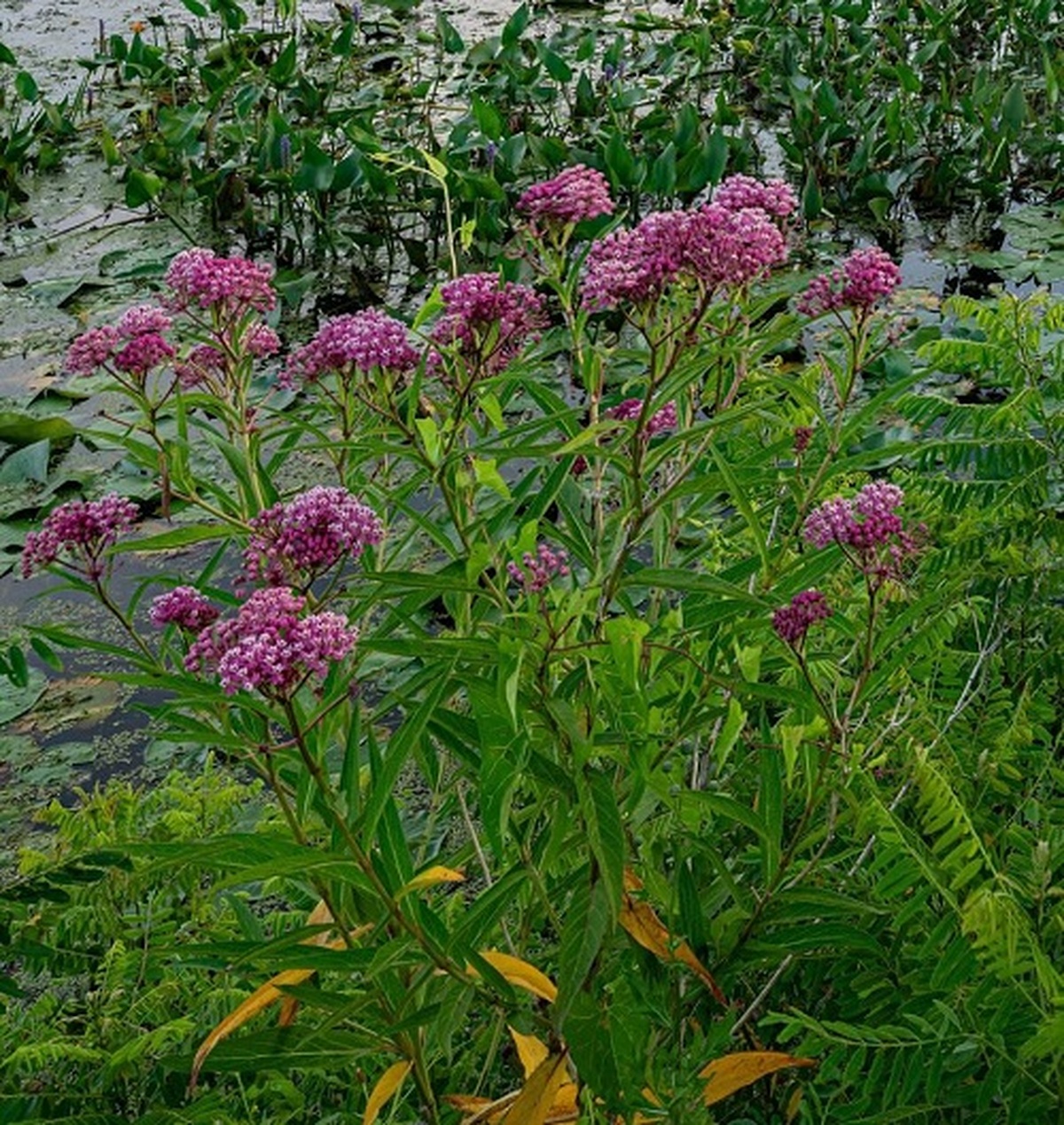 7 Stunning Louisiana Swamp Flowers That Thrive in the Wetlands