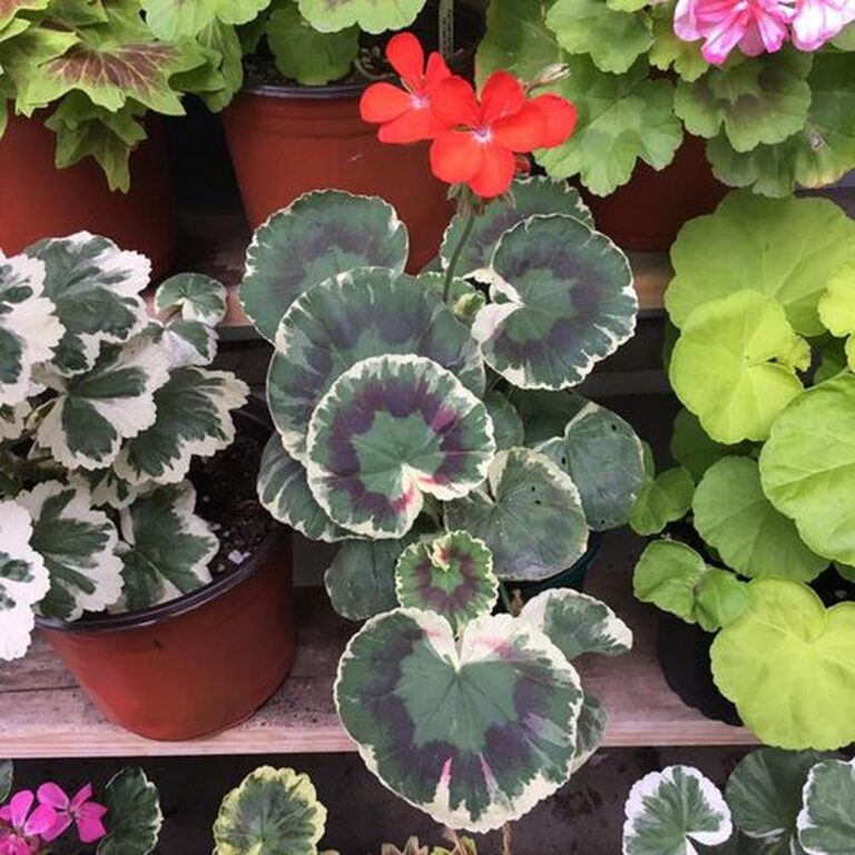 24 Stunning Variegated Geranium Varieties to Brighten Your Garden