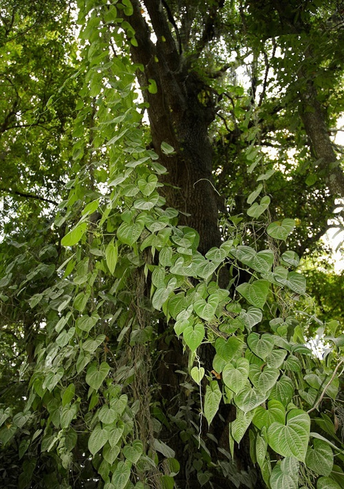 11 Surprising Vines That Kill Trees: Beware These Sneaky Climbers