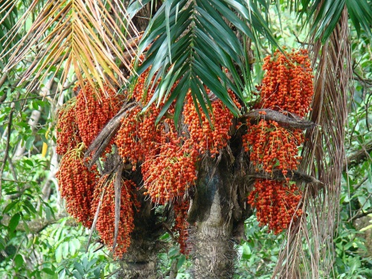 10 Different Palm Fruits to Enjoy from Vibrant Palm Trees