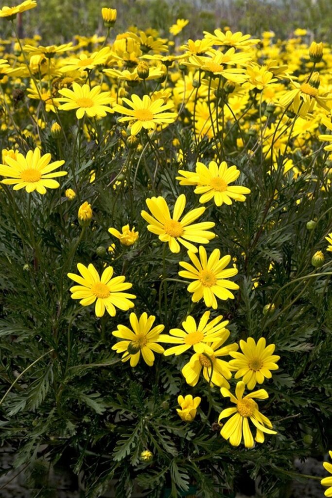 26 Stunning Gold Flowers That Add Luxury To Any Garden