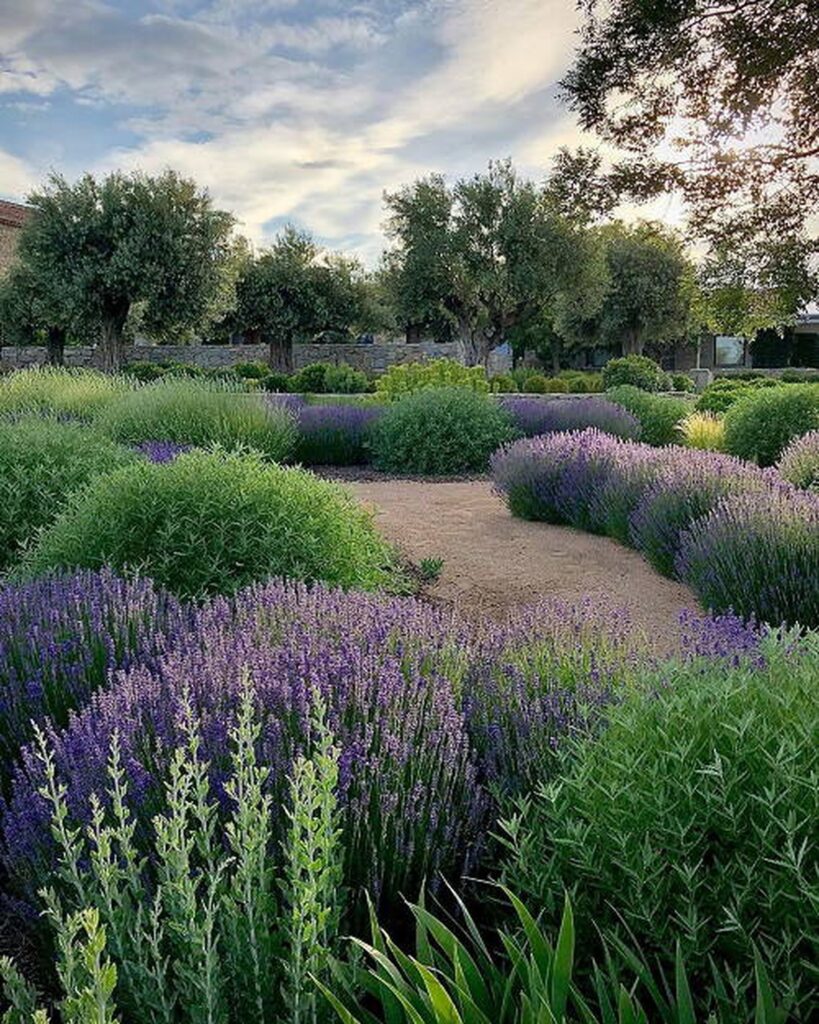 25 Stunning Lavender Garden Design Ideas for Perfect Landscaping