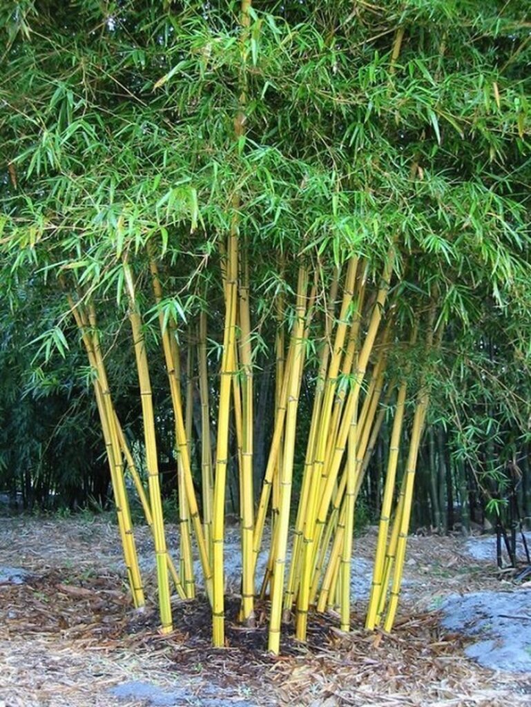 24 Beautiful Bamboo Types for Container and Garden Growing