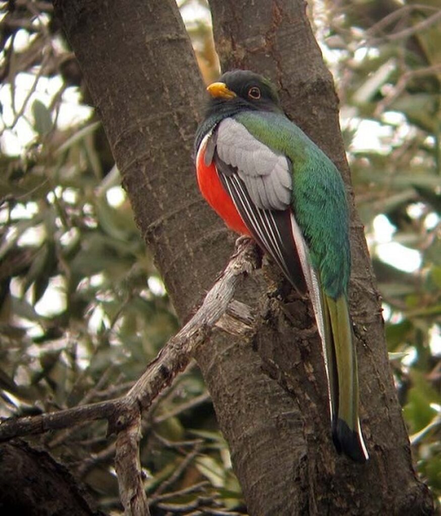 33 Stunning Birds with Red Chest That Brighten Any Garden