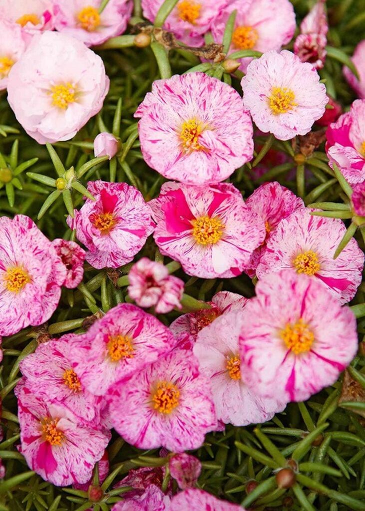 29 Stunning Portulaca Varieties That Brighten Every Garden