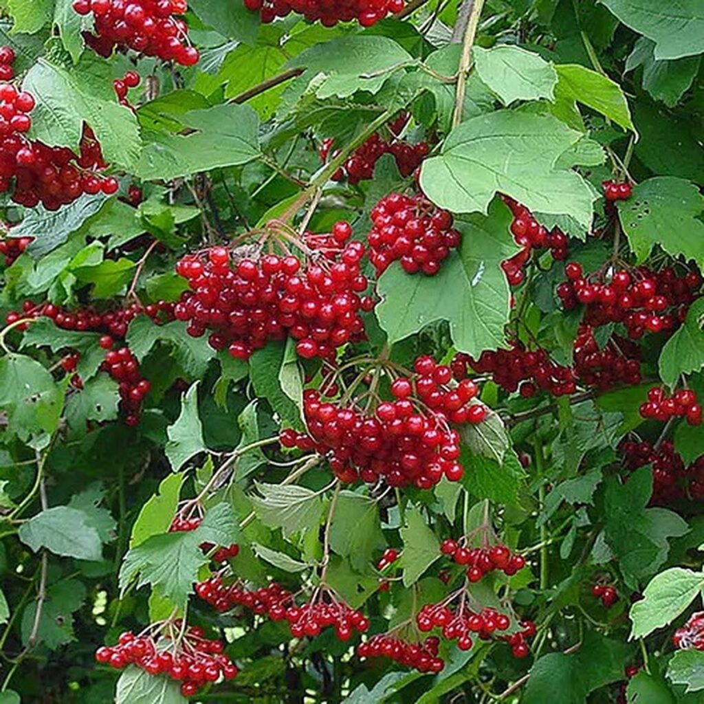 26 Gorgeous Shrubs and Bushes with Red Berries to Brighten Your Yard