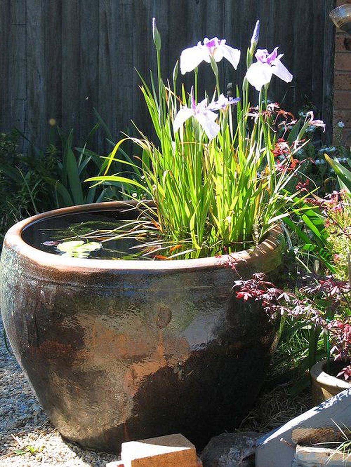 10 Beautiful Water Flowers for Containers and Vases