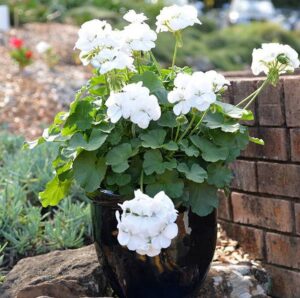 21 Lovely White Geranium Types to Brighten Your Garden