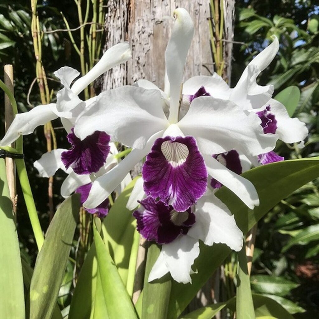17 Stunning Purple Orchid Varieties That Will Take Your Breath Away