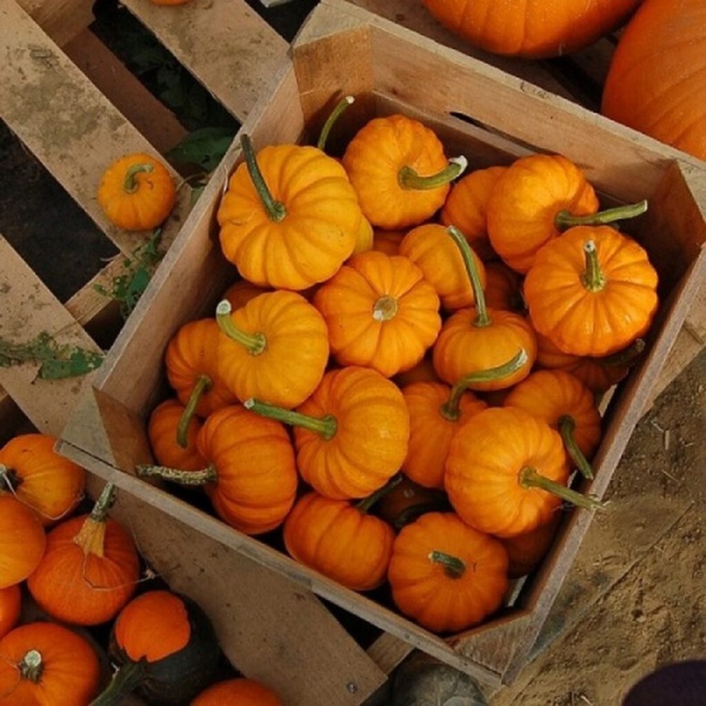17 Surprising Vegetables That Are Actually Fruits - Mind-Blowing!