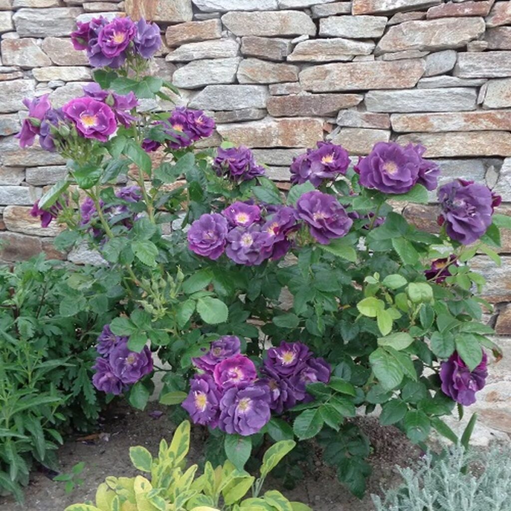 13 Stunning Blue Rose Varieties: Find Your Perfect Blooming Beauty