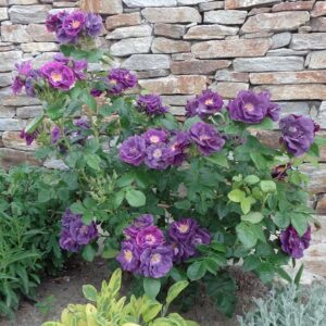 13 Stunning Blue Rose Varieties: Find Your Perfect Blooming Beauty