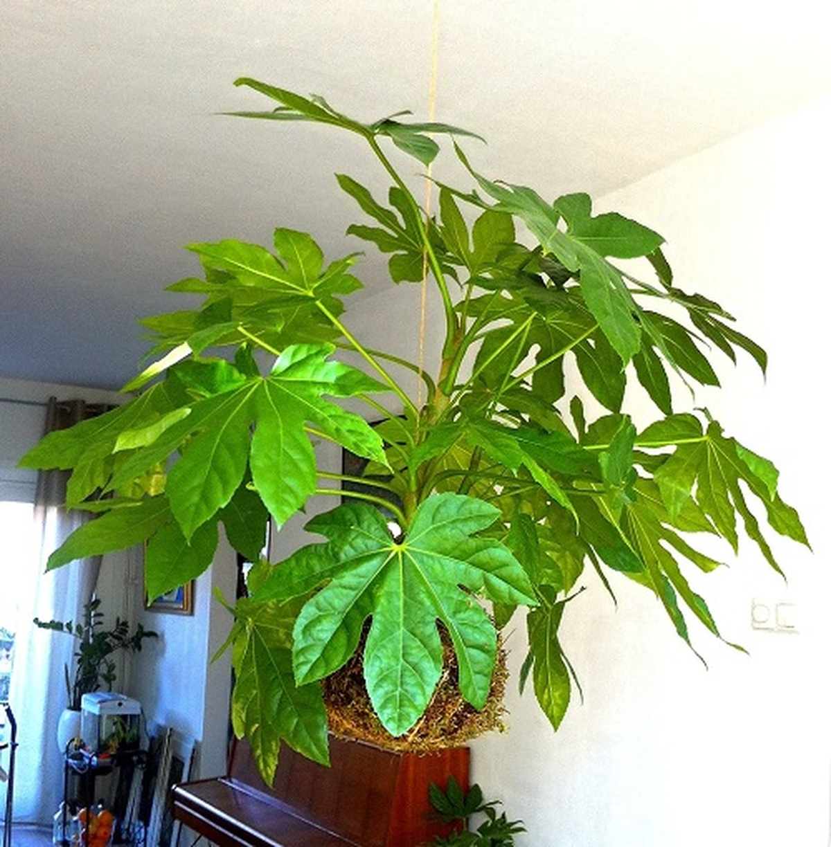 13 Gorgeous Indoor Trees Safe For Cats That Won't Harm Your Pet