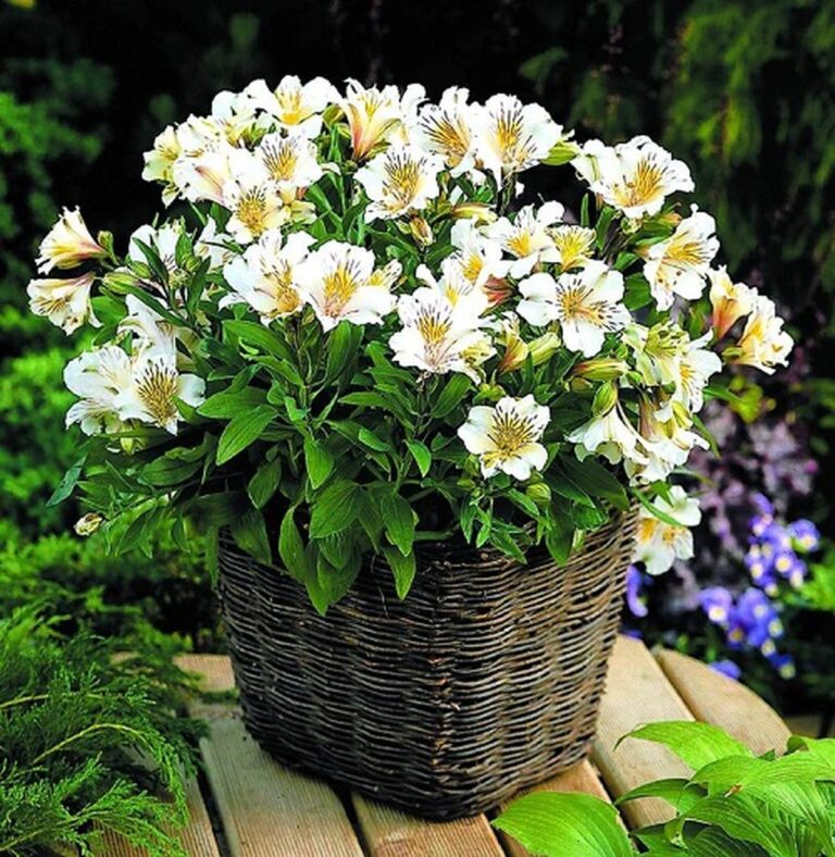 50 Beautiful Types of Cut Flowers for a Cut Flower Garden