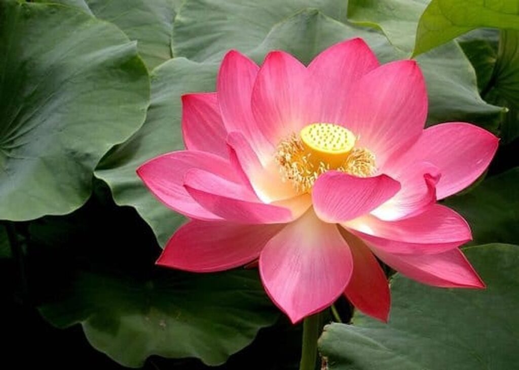 13 Beautiful Russian Flowers That Bloom Across The Land