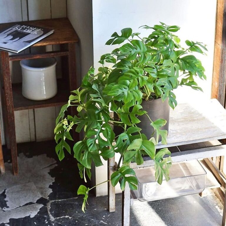 10 Exotic Fenestrated Plants That Will Brighten Your Home