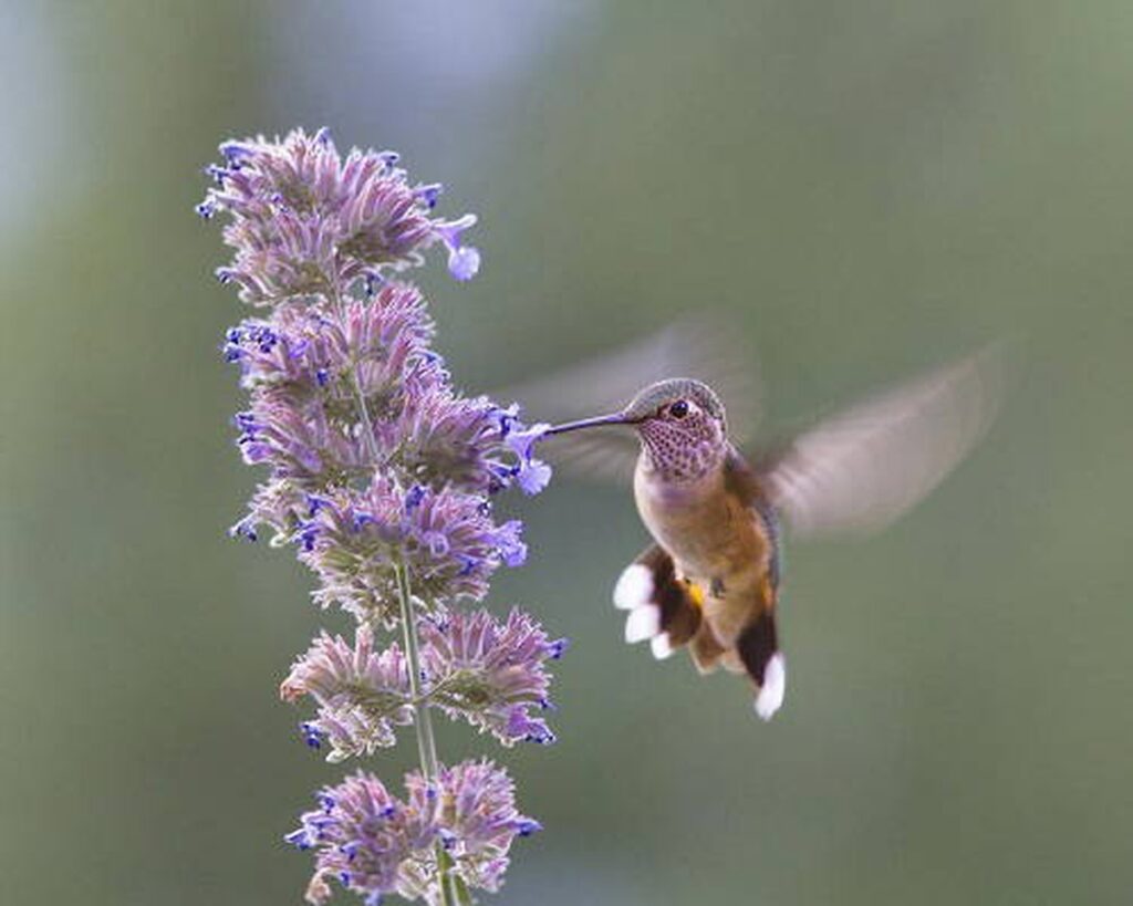 27 Beautiful Plants That Attract Hummingbirds to Your Garden