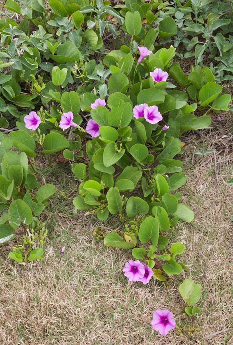 47 Beautiful Native Florida Flowers That Brighten Any Garden