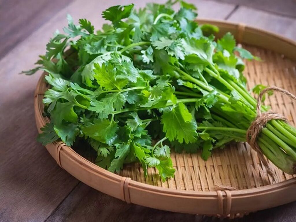 23 Delicious Types of Cilantro and Coriander to Try Today
