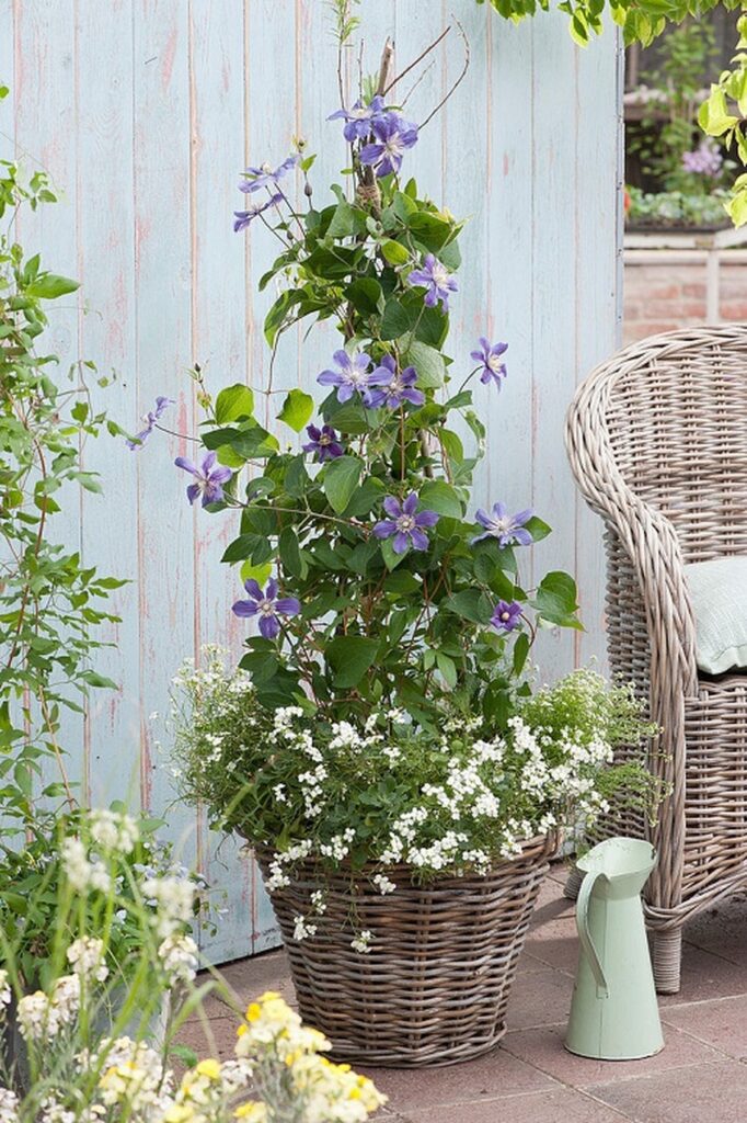 16 Stunning Dark Blue Flowers to Enchant Your Garden