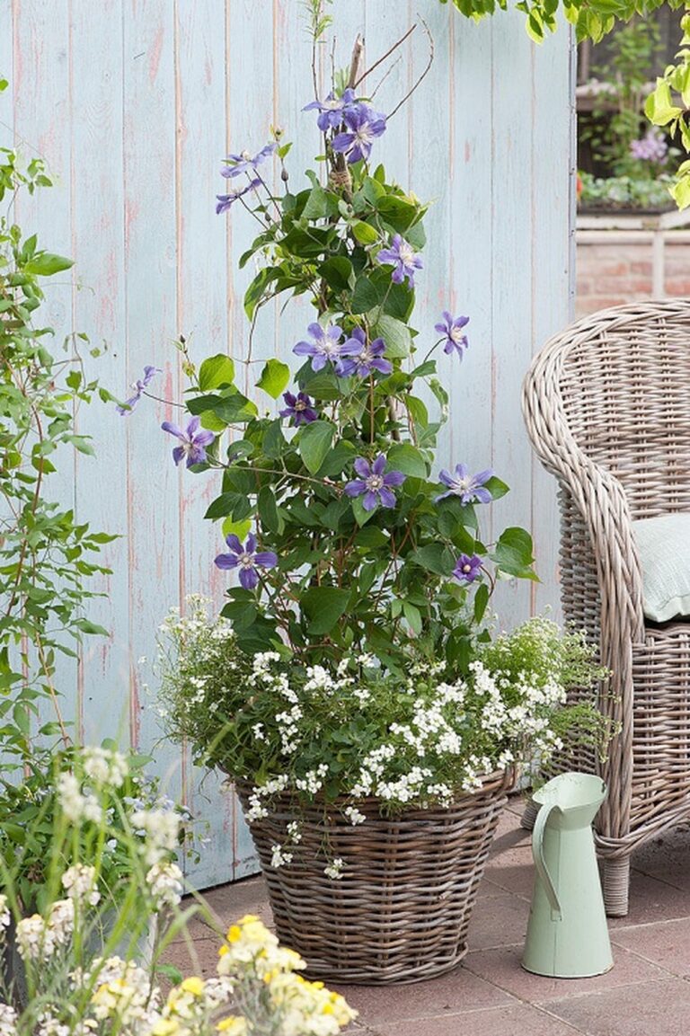 16 Stunning Dark Blue Flowers to Enchant Your Garden
