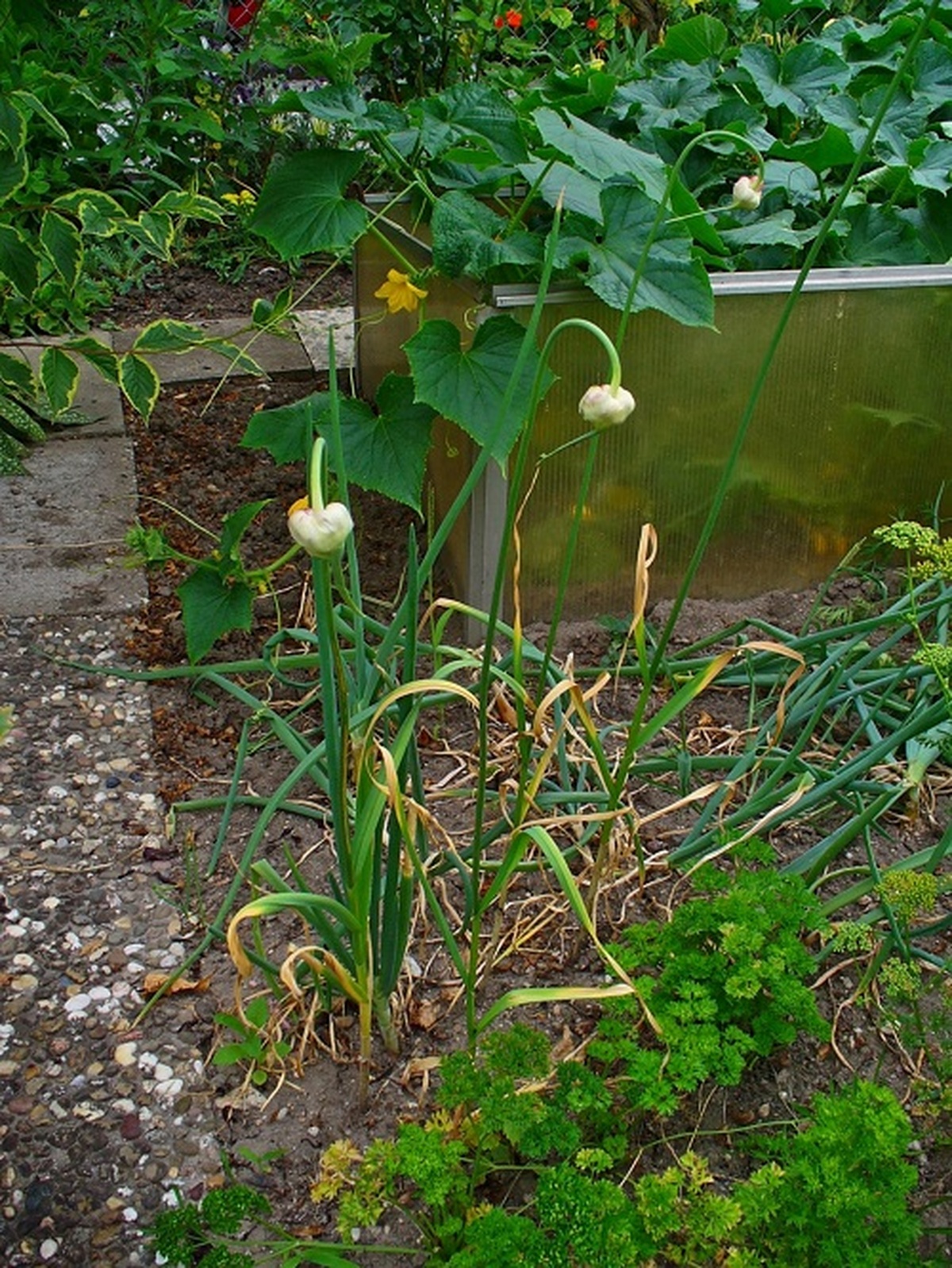 14 Effective Plants That Keep Lizards Away From Home & Garden