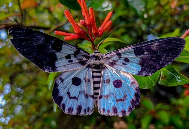 15 Fascinating Blue Moths to Spot in Your Garden