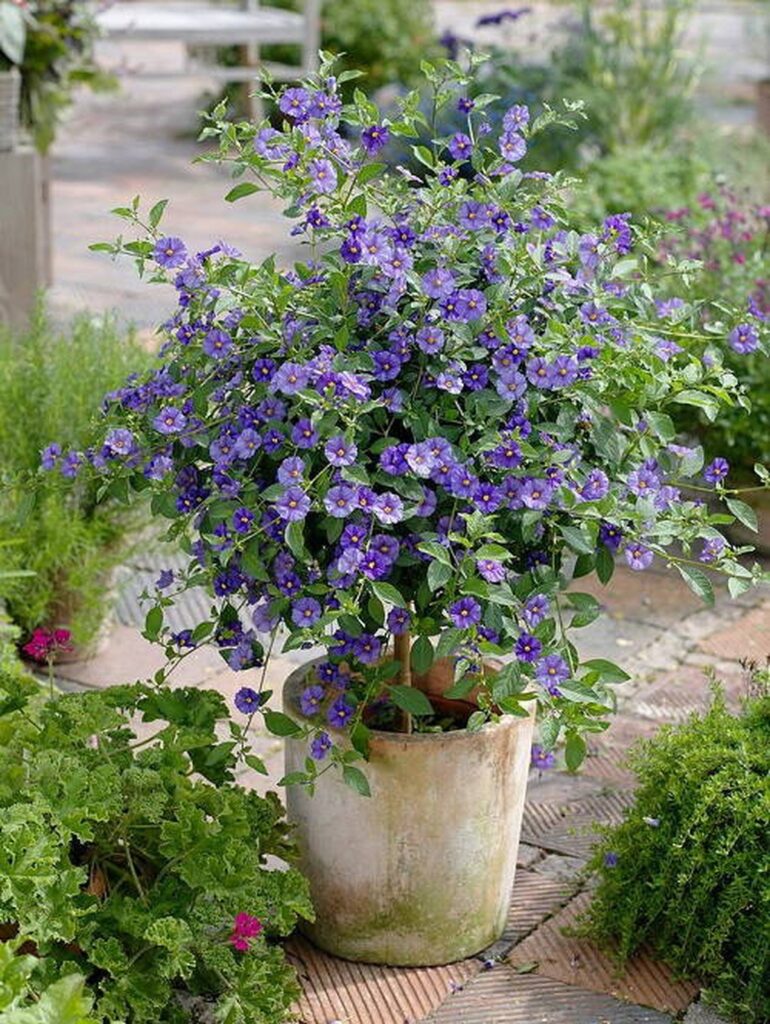 17 Charming Vines with Purple Flowers & Purple Flowering Climbers
