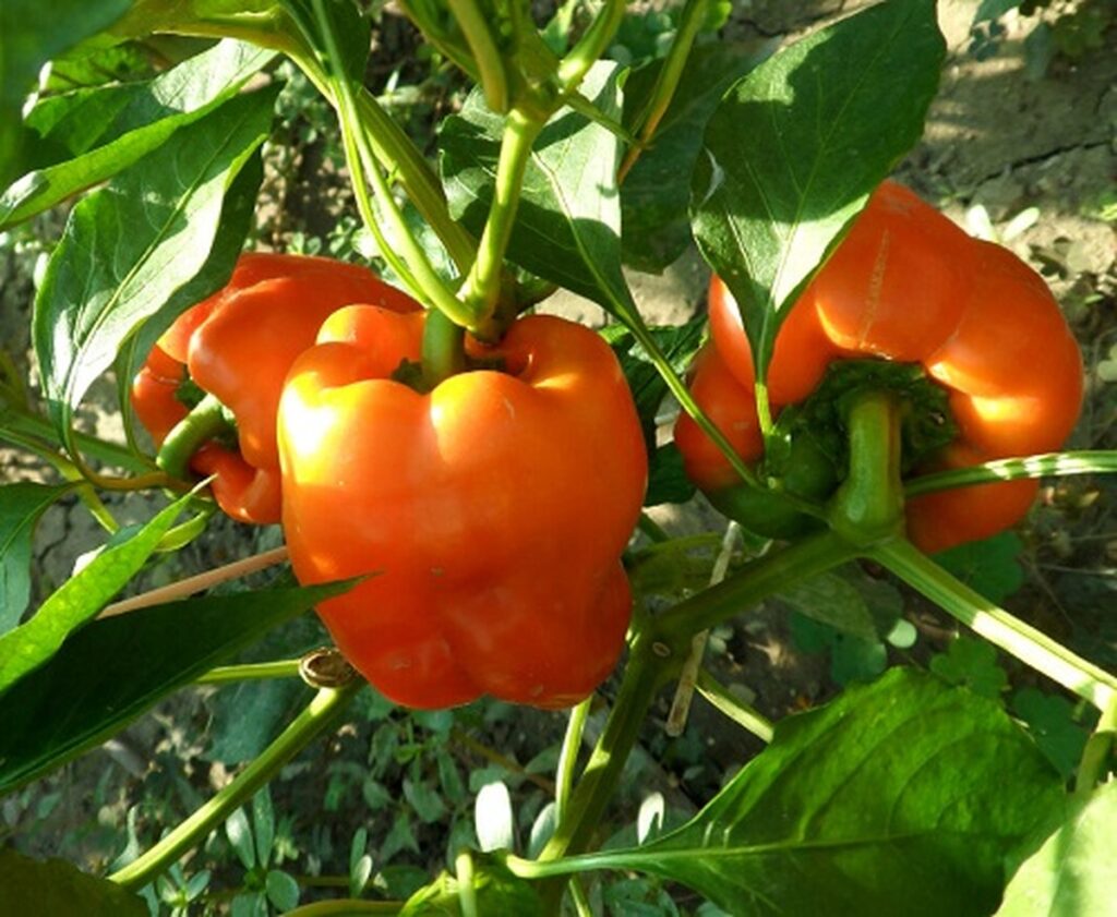 21 Vibrant Bell Pepper Varieties to Grow in Your Garden
