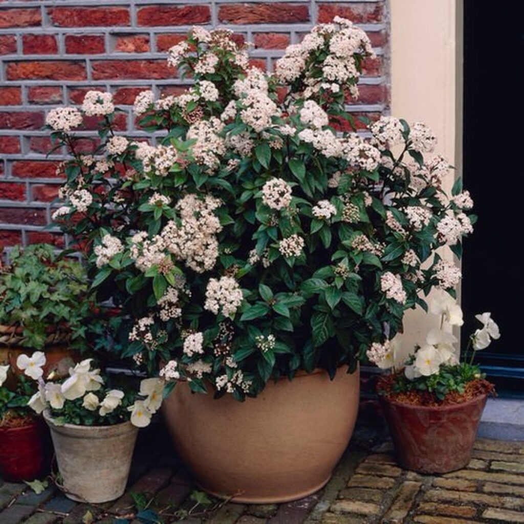 47 Most Fragrant Flowers That Fill Gardens With Sweet Scents