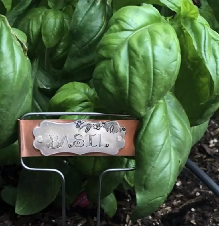 18 Creative Indoor Plant Stake Ideas for Happy Houseplants