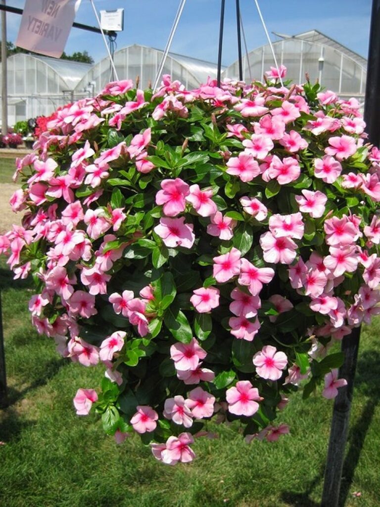 23 Stunning Trailing Perennials for Hanging Baskets & Plant Arrangements