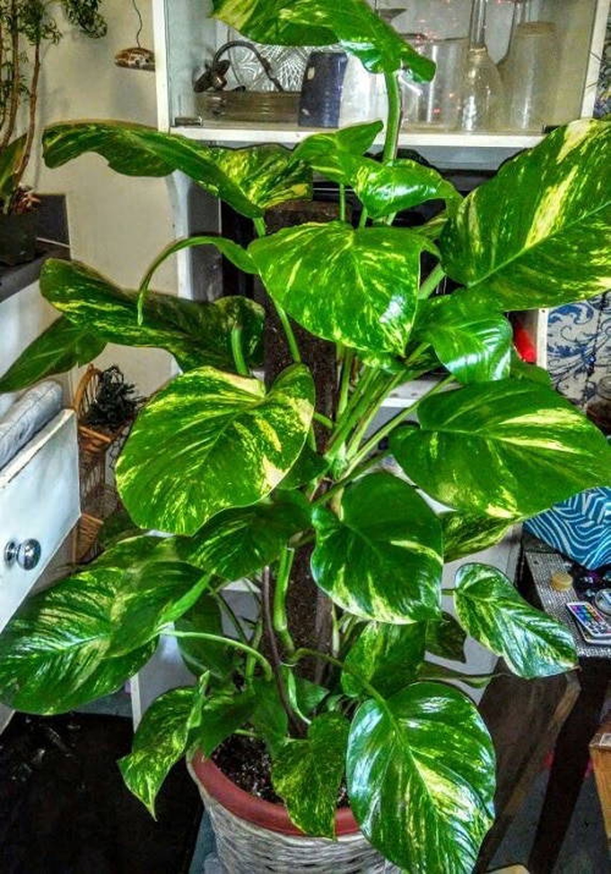 6 Beautiful Low Light Pothos that Need No Sun to Thrive