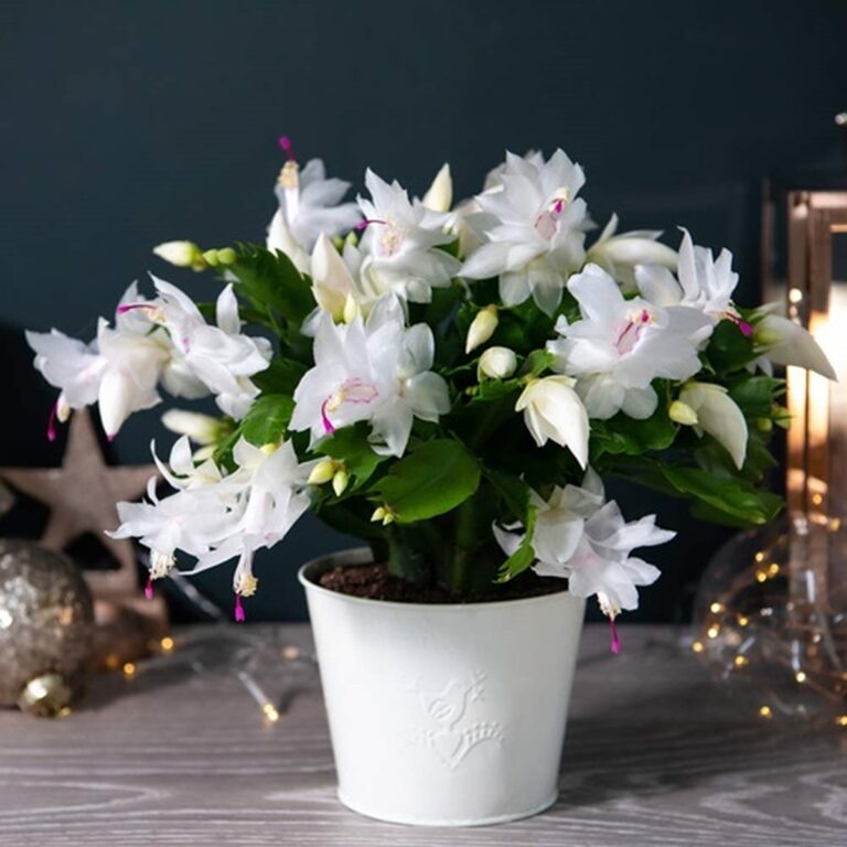 10 Enchanting Types of Christmas Cactus Varieties to Brighten Homes
