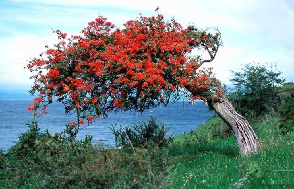 11 Stunning Flame Trees That Will Brighten Up Your Garden