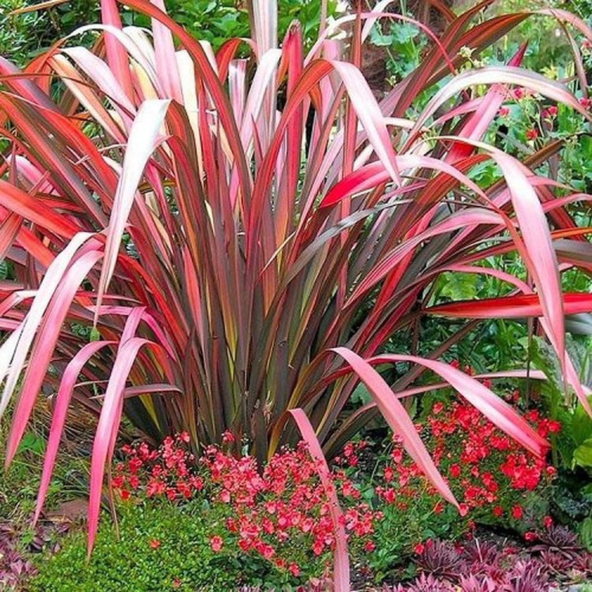 10 Gorgeous Red Ornamental Grasses to Brighten Your Garden