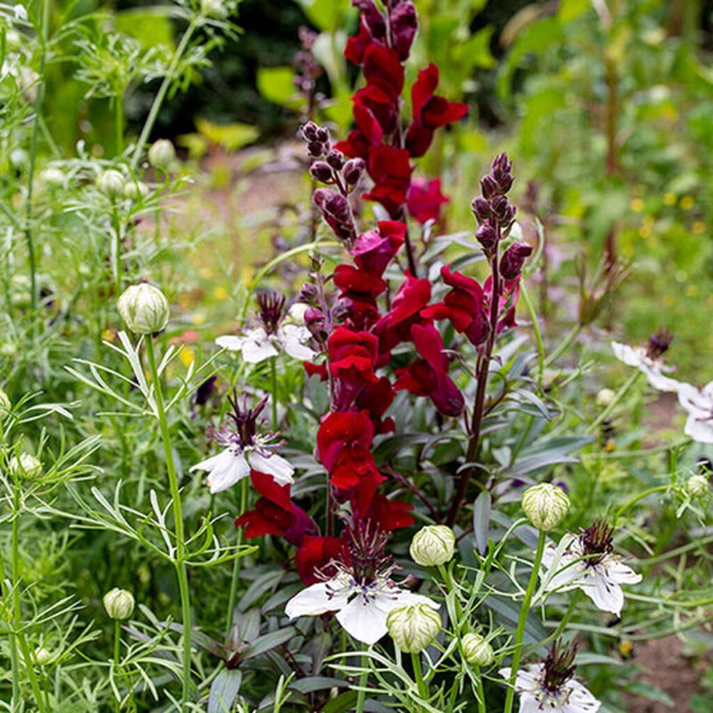 12 Stunning Red and Black Flowers to Brighten Any Garden