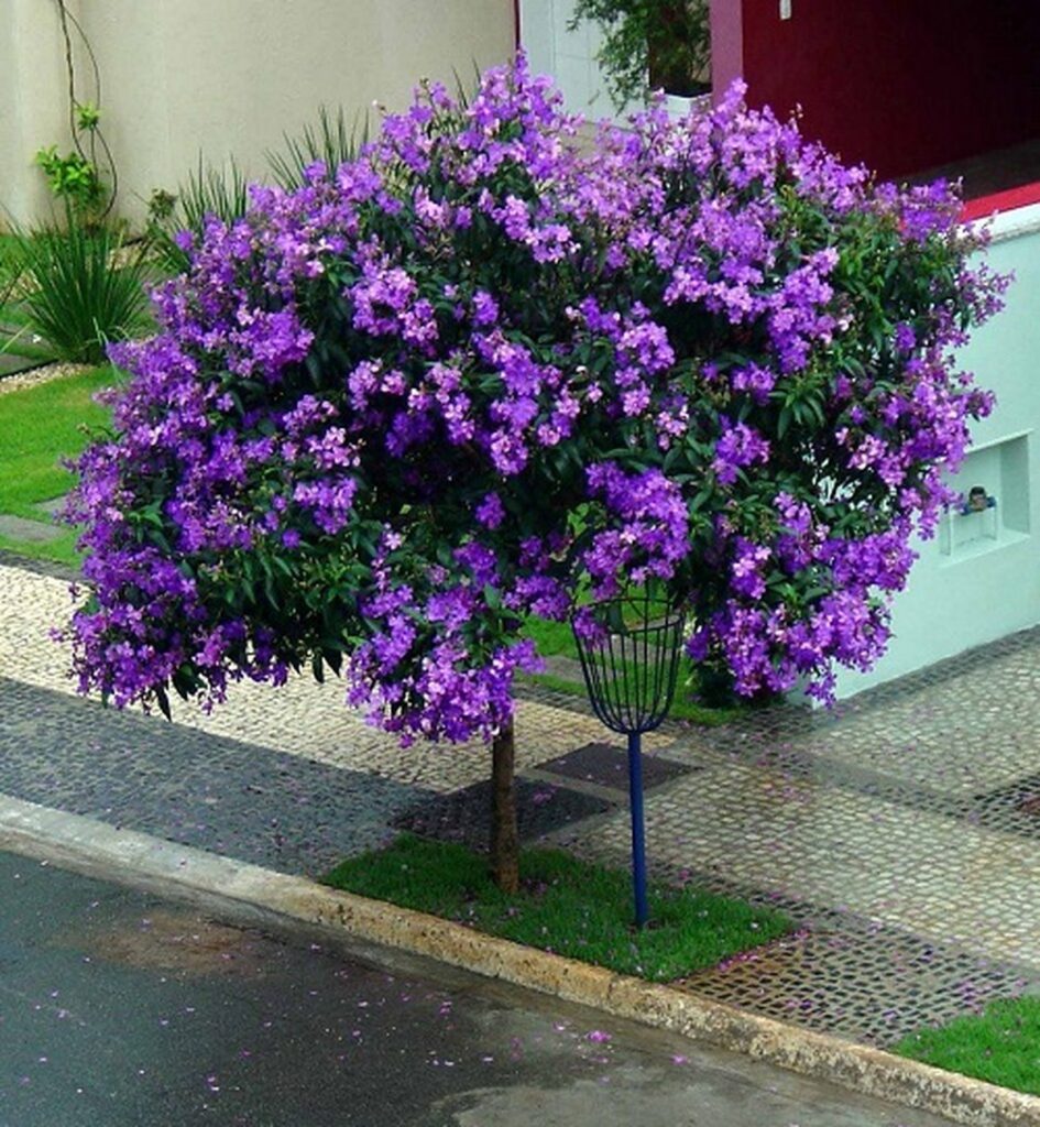 13 Stunning Trees With Blue Flowers to Brighten Your Garden