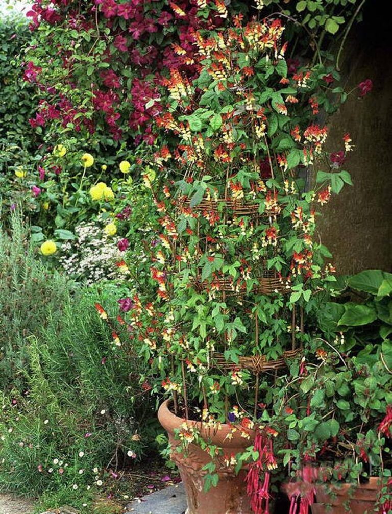 12 Stunning Vines & Climbers with Yellow Flowers to Brighten Your Garden