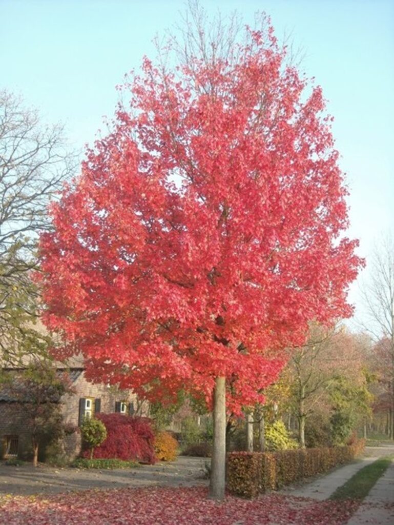 25 Enchanting Trees With Smooth Gray Bark That Stun Year-Round