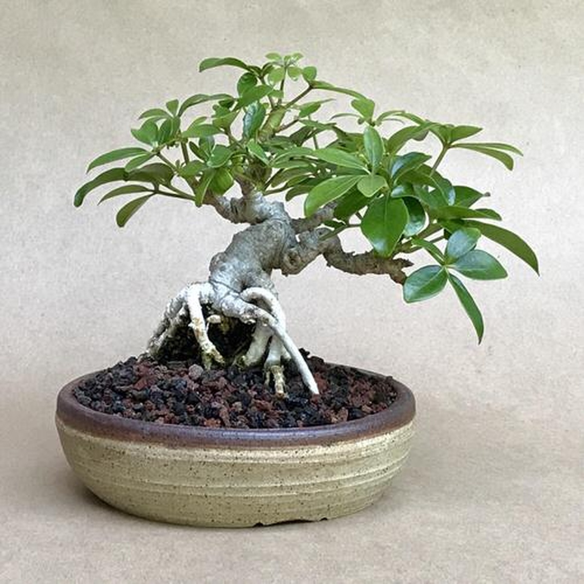 12 Beautiful Types of Scheffleras You Can Grow Indoors