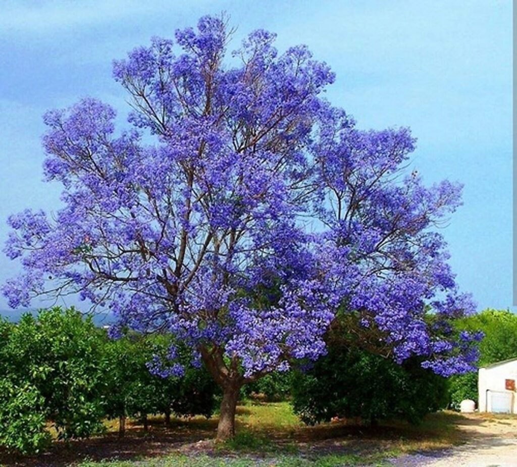 13 Stunning Trees With Blue Flowers to Brighten Your Garden