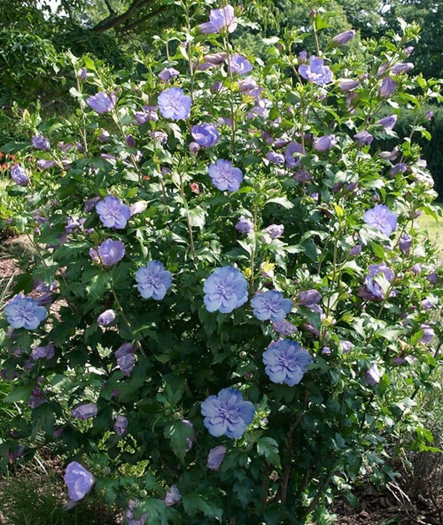 17 Beautiful Rose of Sharon Varieties to Brighten Your Garden