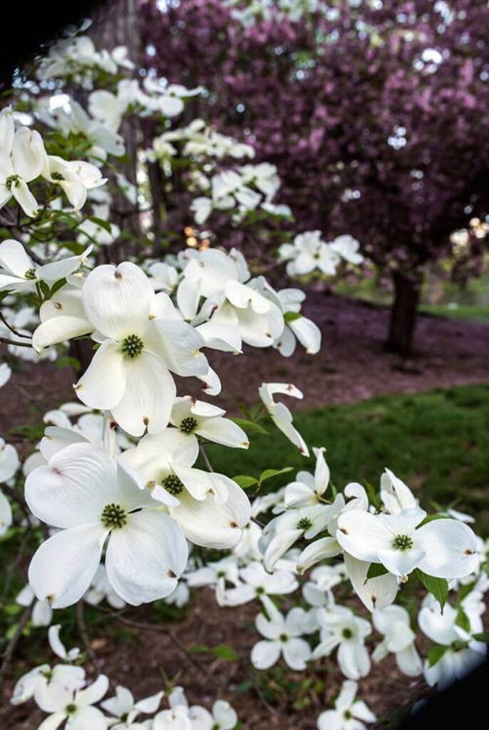 16 Stunning 4 Petal Flowers That'll Brighten Your Garden