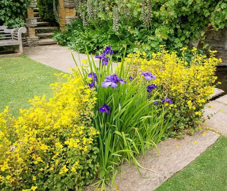 24 Stunning Iris Arrangement Ideas That Brighten Any Space
