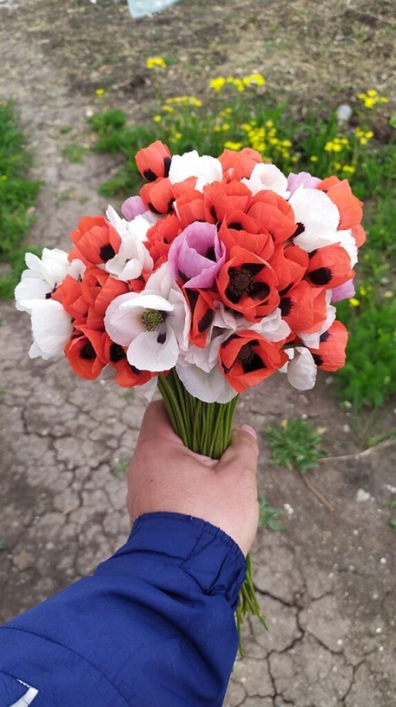 19 Beautiful Flowers That Mean Forgiveness for Heartfelt Apologies