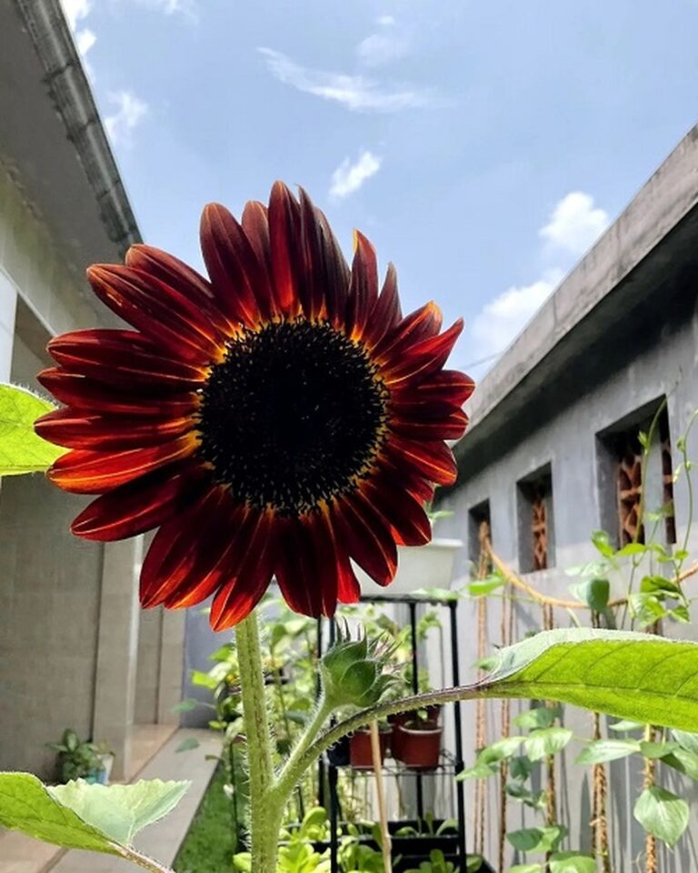 31 Stunning Sunflower Colors That Will Brighten Your Garden