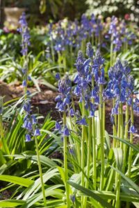 30 Stunning Weeds with Blue Flowers That Brighten Any Garden