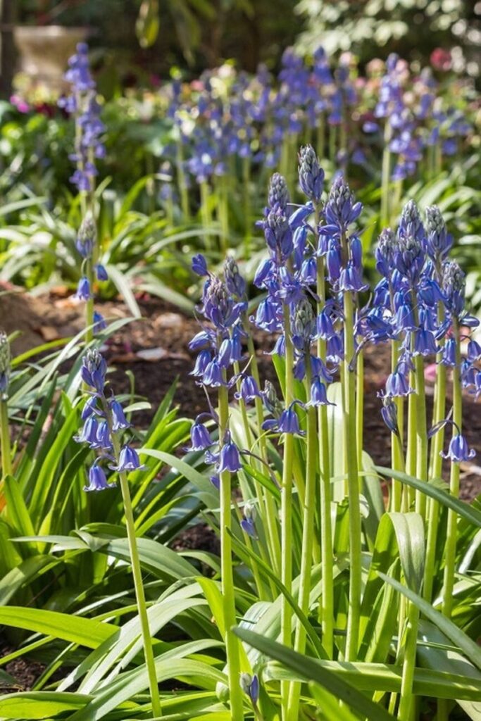 30 Stunning Weeds with Blue Flowers That Brighten Any Garden